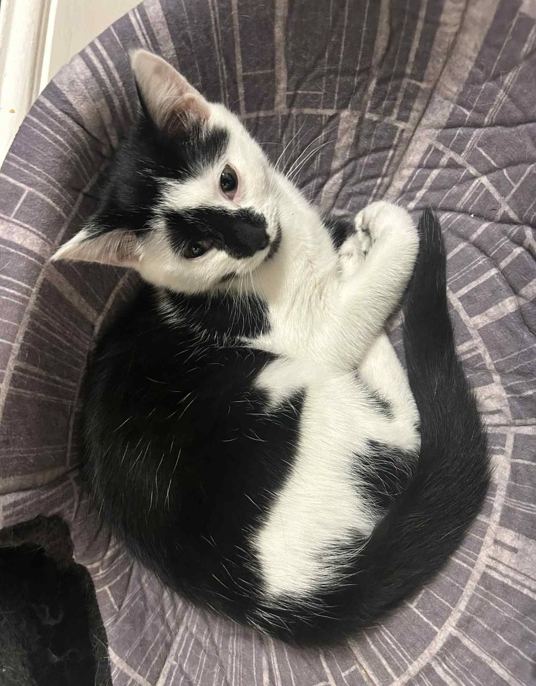 Adopt Theodora (Teddy) from Peterborough Cat Rescue