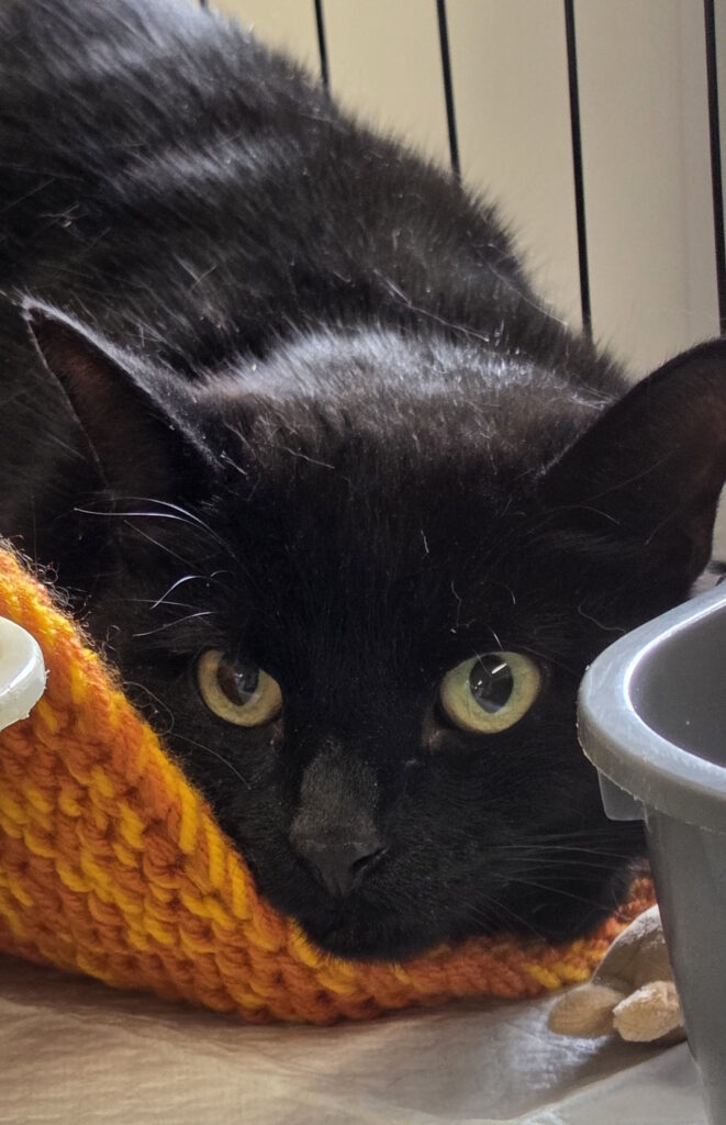 Adopt Sid from Peterborough Cat Rescue