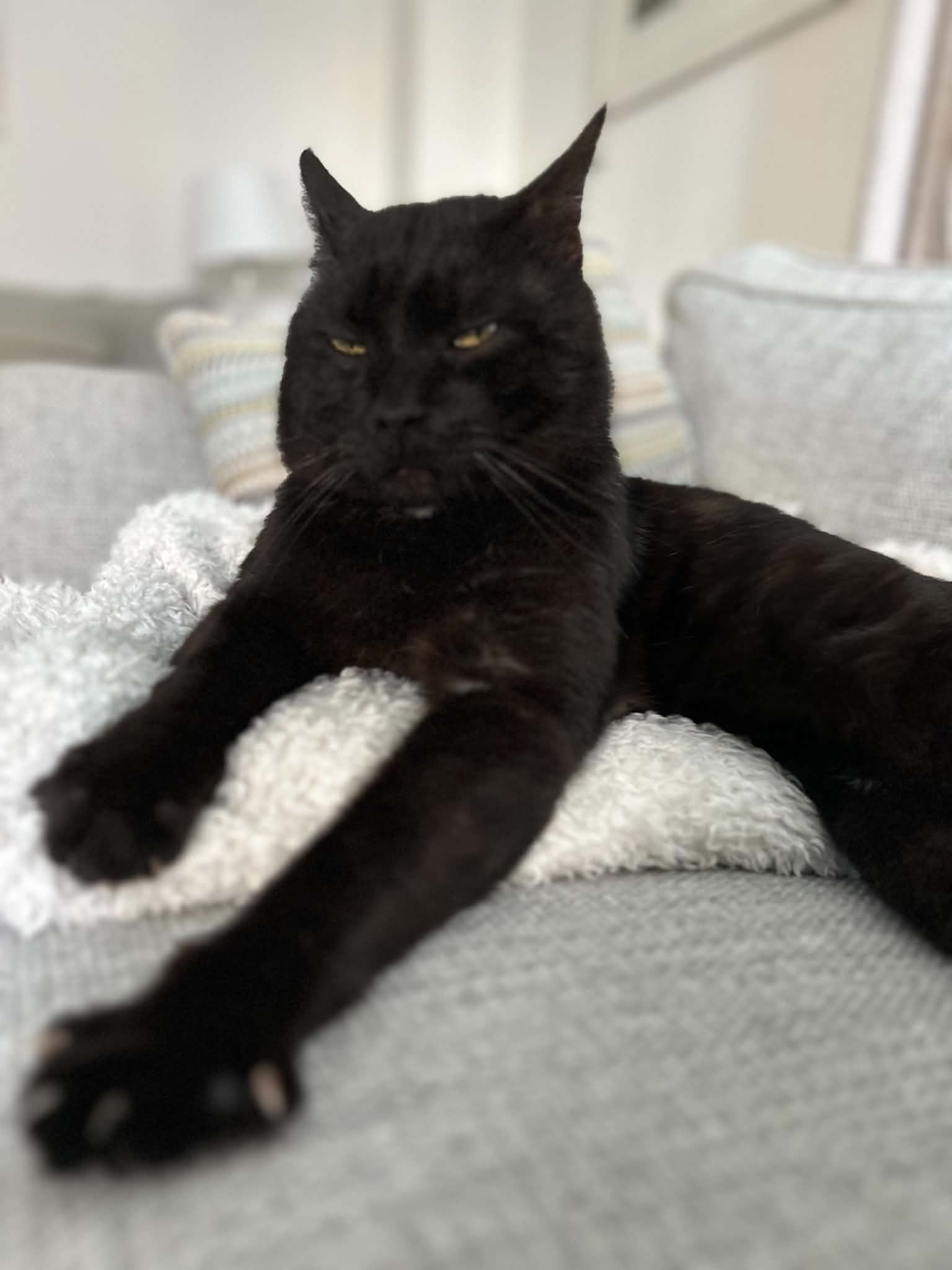 Adopt Slade from Peterborough Cat Rescue