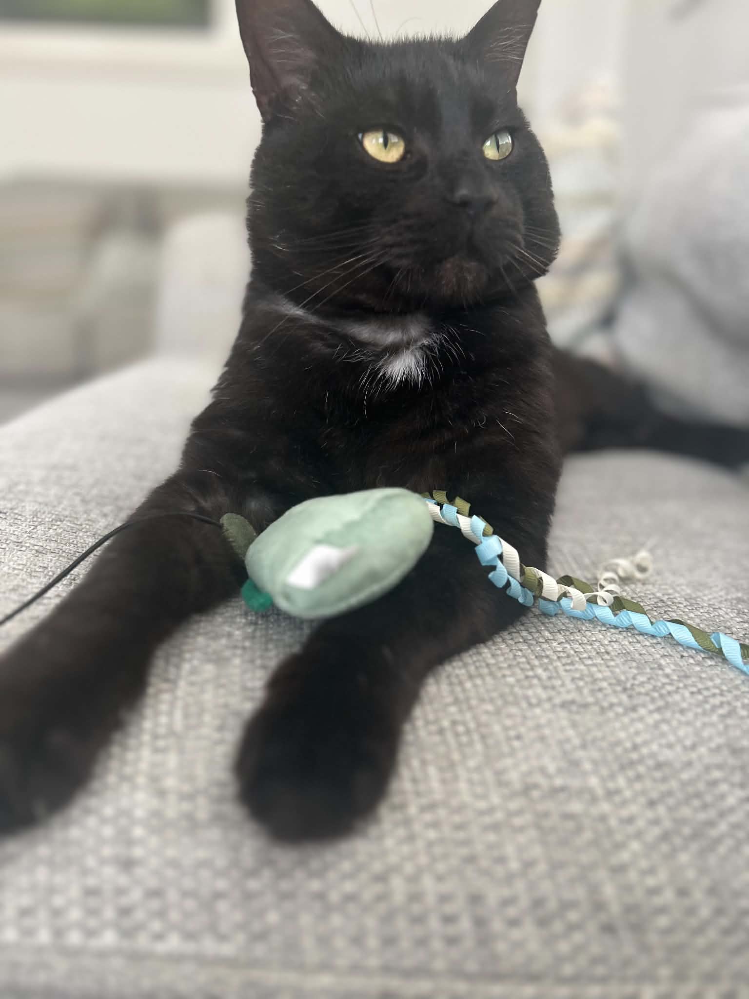 Adopt Slade from Peterborough Cat Rescue