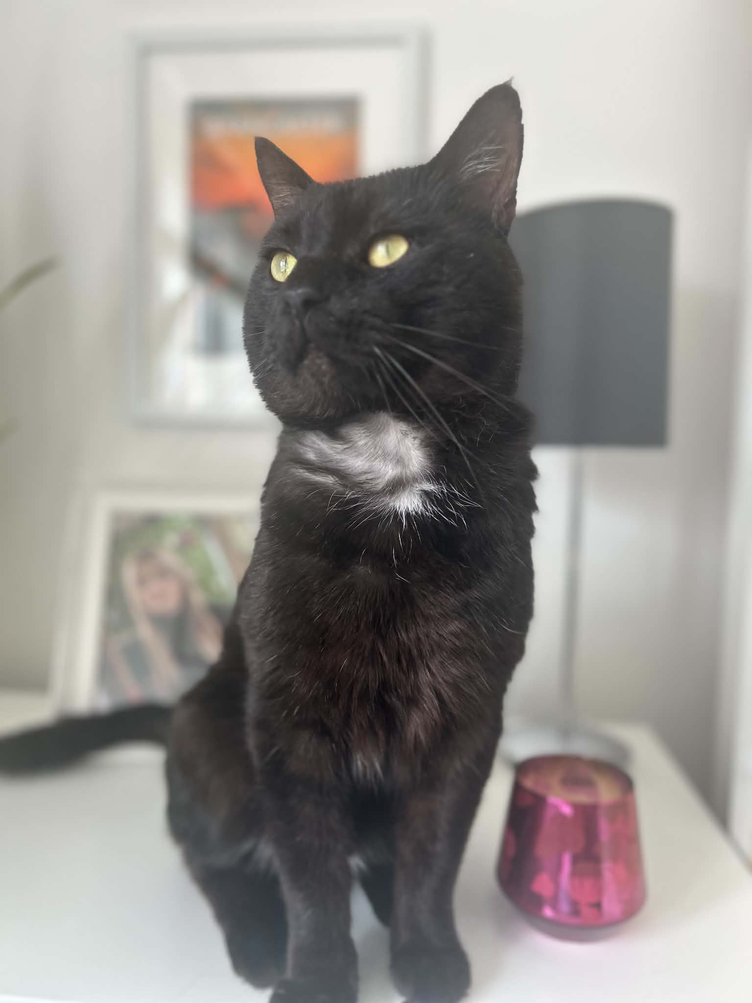 Adopt Slade from Peterborough Cat Rescue