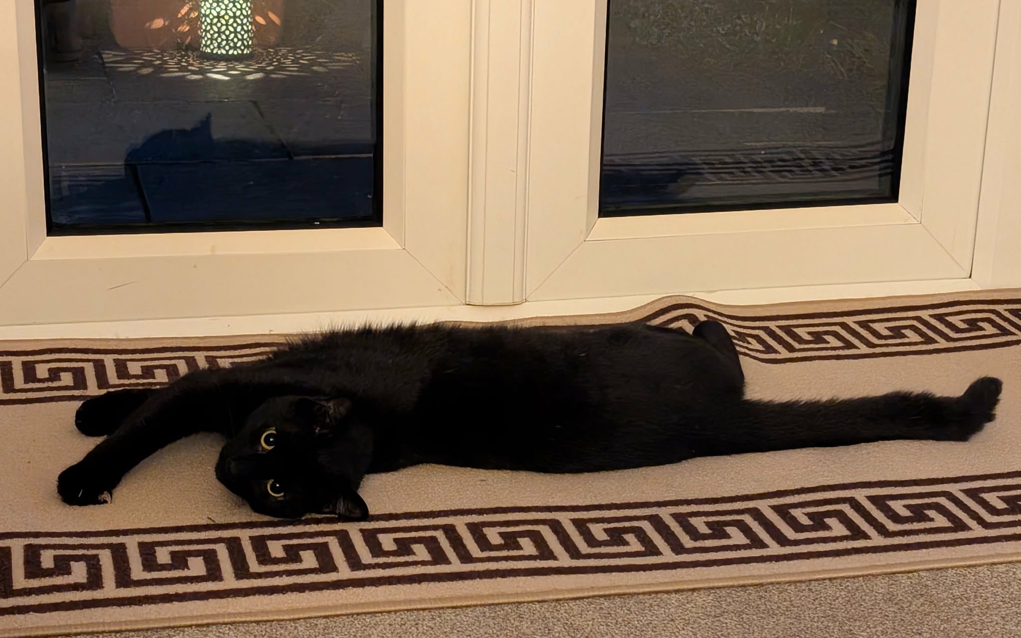 Adopt Pablo & Bruno from Peterborough Cat Rescue