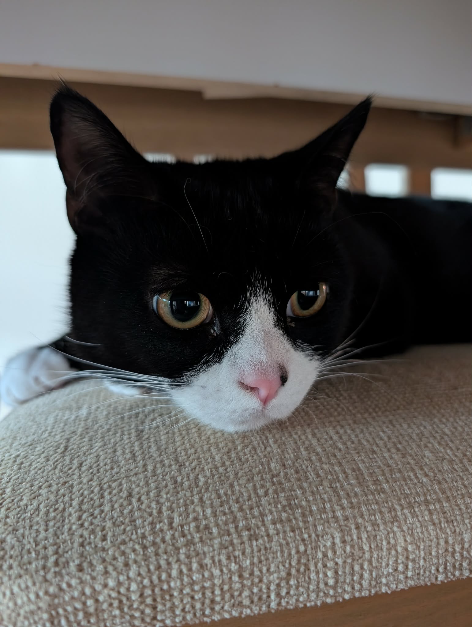 Adopt Pablo & Bruno from Peterborough Cat Rescue