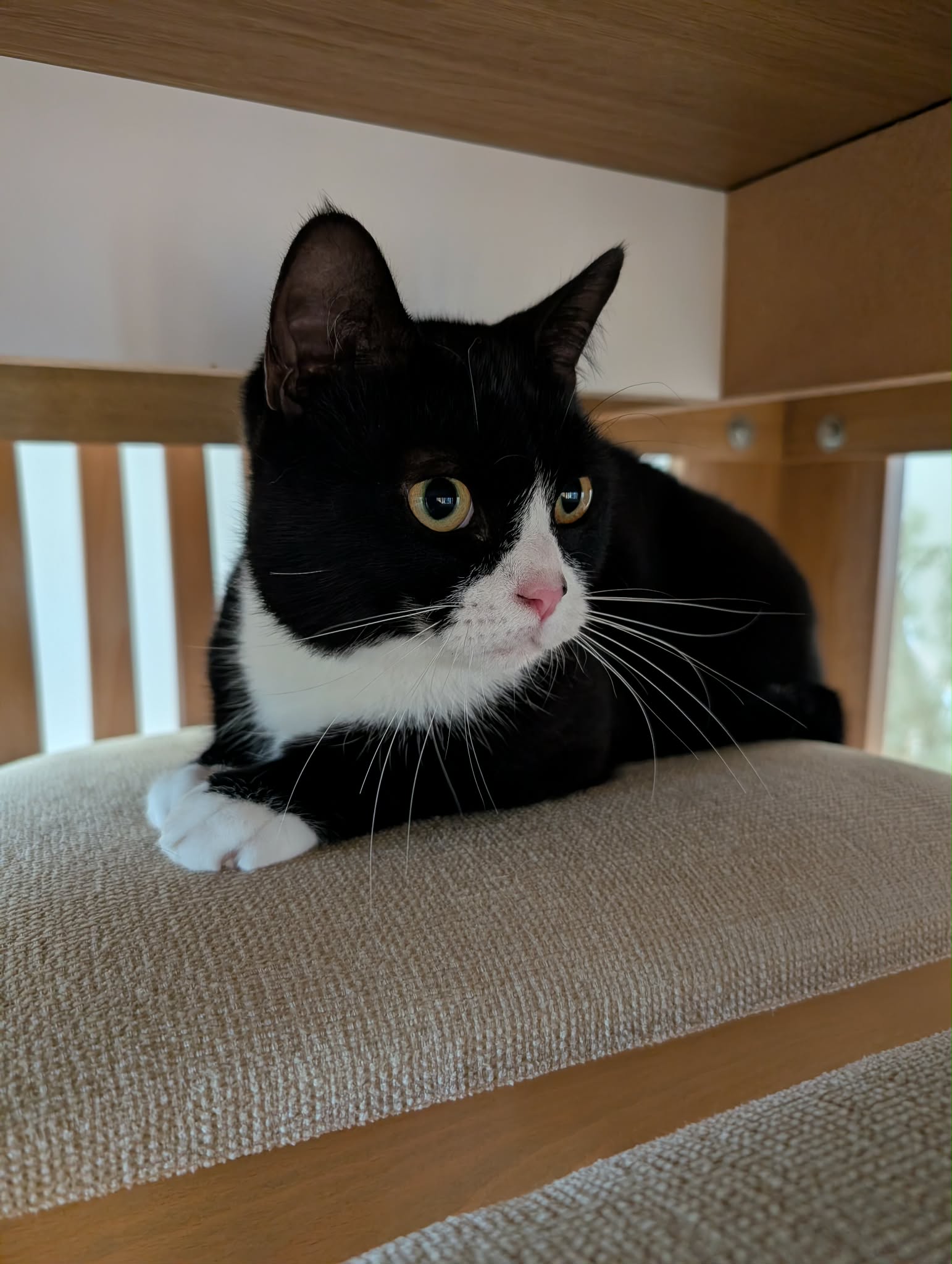 Adopt Pablo & Bruno from Peterborough Cat Rescue